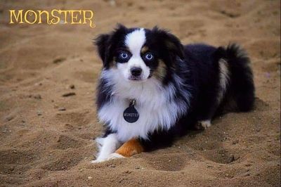 Shooting Stars Ranch - Australian Shepherd, Mini Aussie, Toy Aussie ...