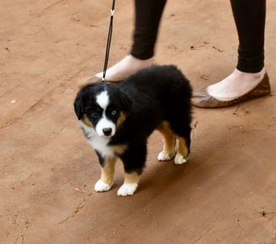 Shooting Stars Ranch - Australian Shepherd, Mini Aussie, Toy Aussie ...