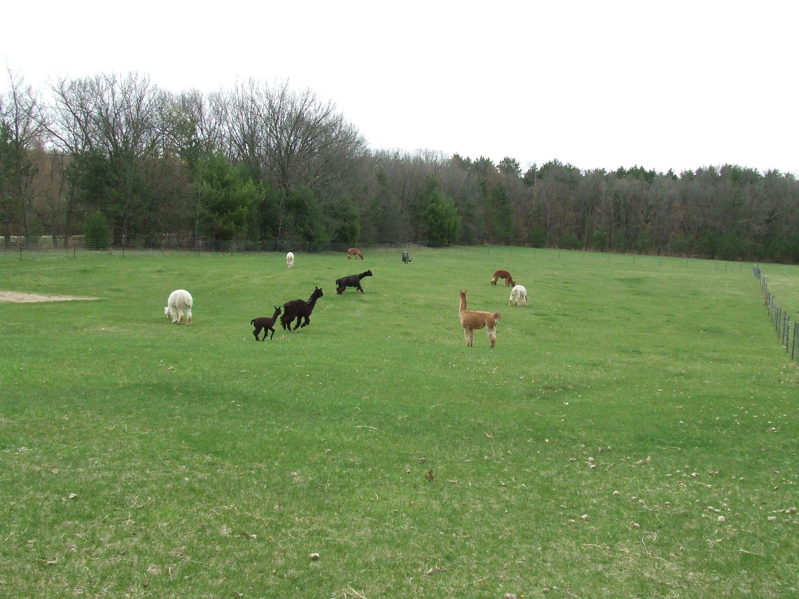 Sharoza Ranch Alpacas - Visit Our Farm in Wisconsin