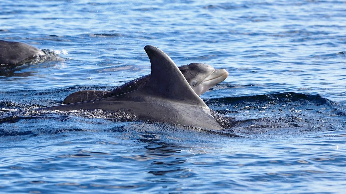 Dolphin Spotting in Nairn
