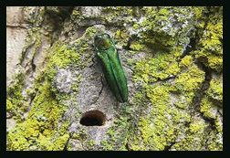 EAB INFO, Emerald Ash Borer