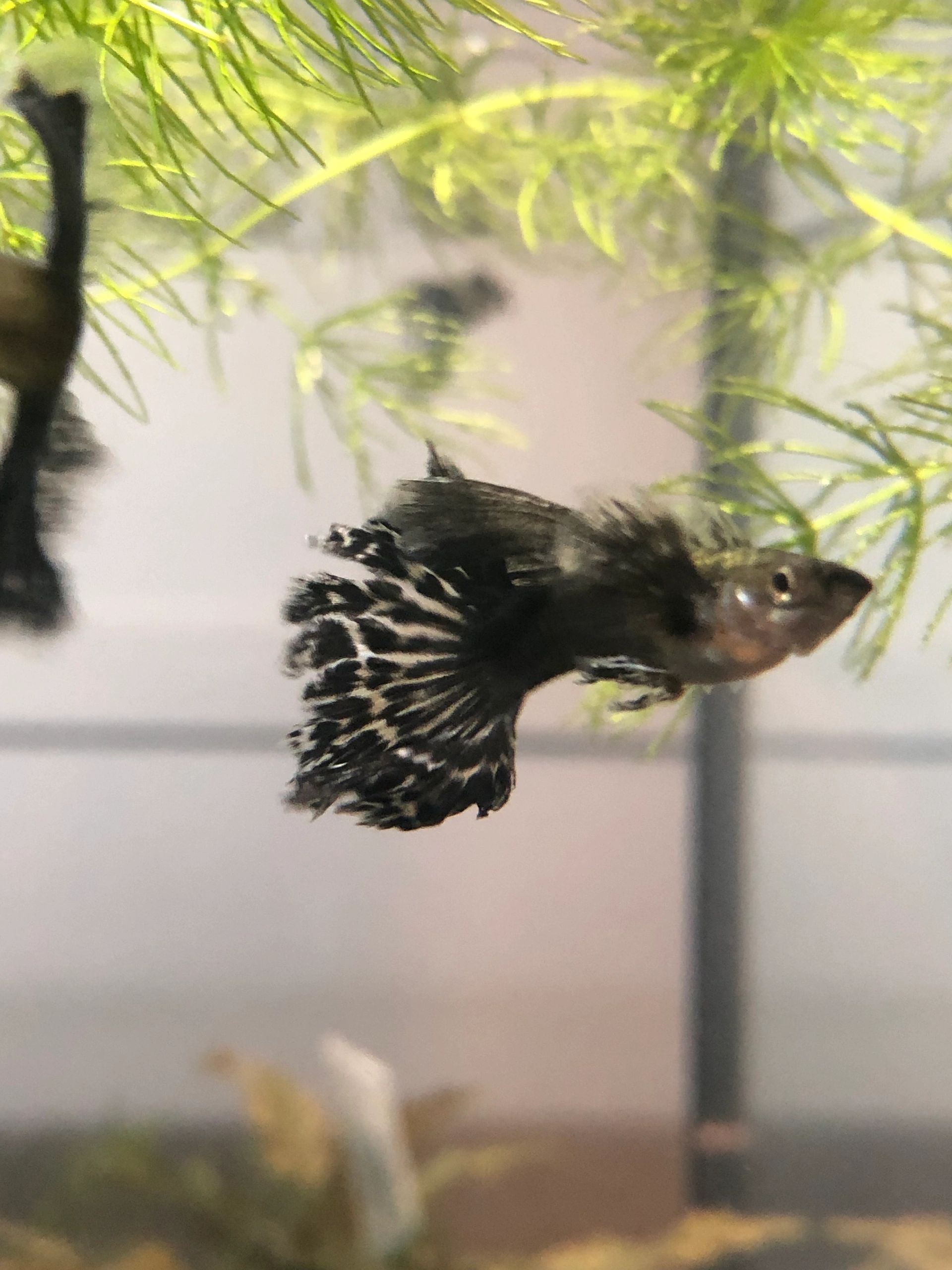 Some help for split tails