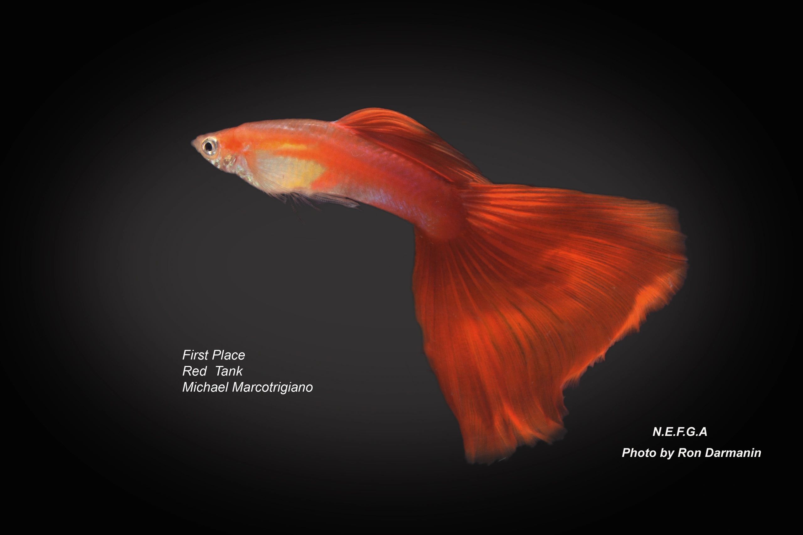 New England Fancy Guppy Association - Home