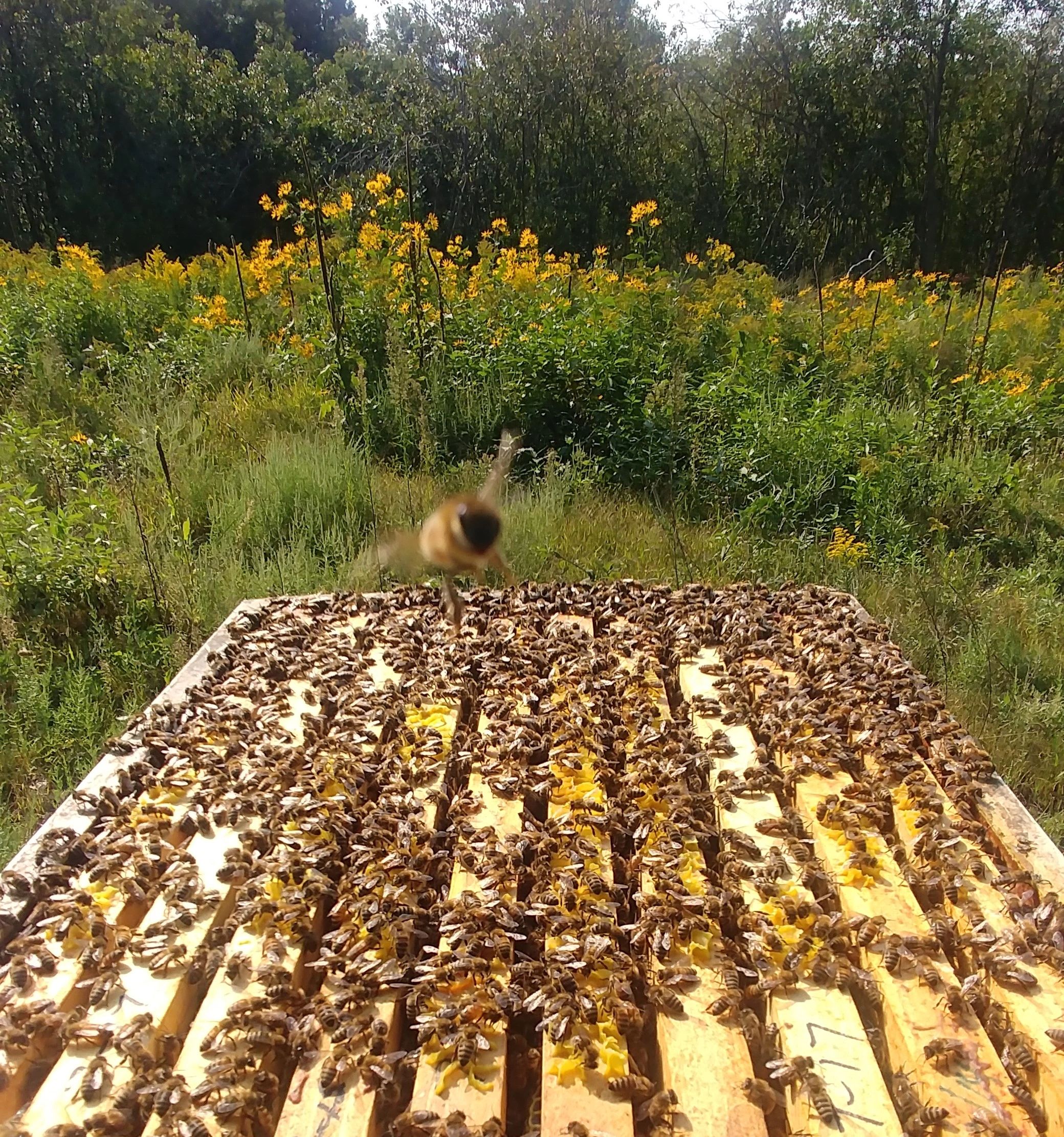 Forager Bee Honey - Wildflower Honey, Creamed Honey