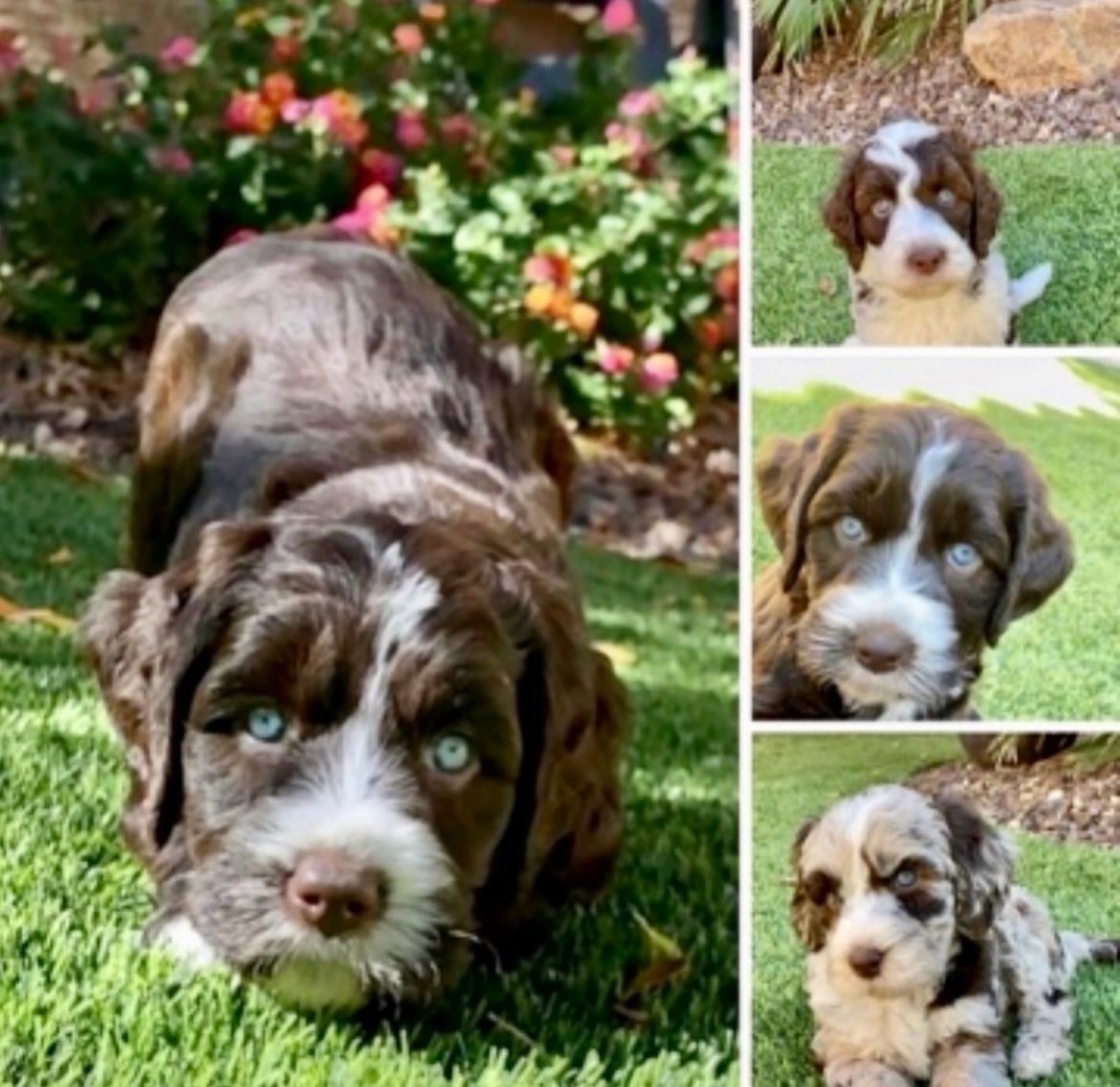 Azadorabledoodles - Merle Doodles, Blue Eyed Doodles, Goldendoodles