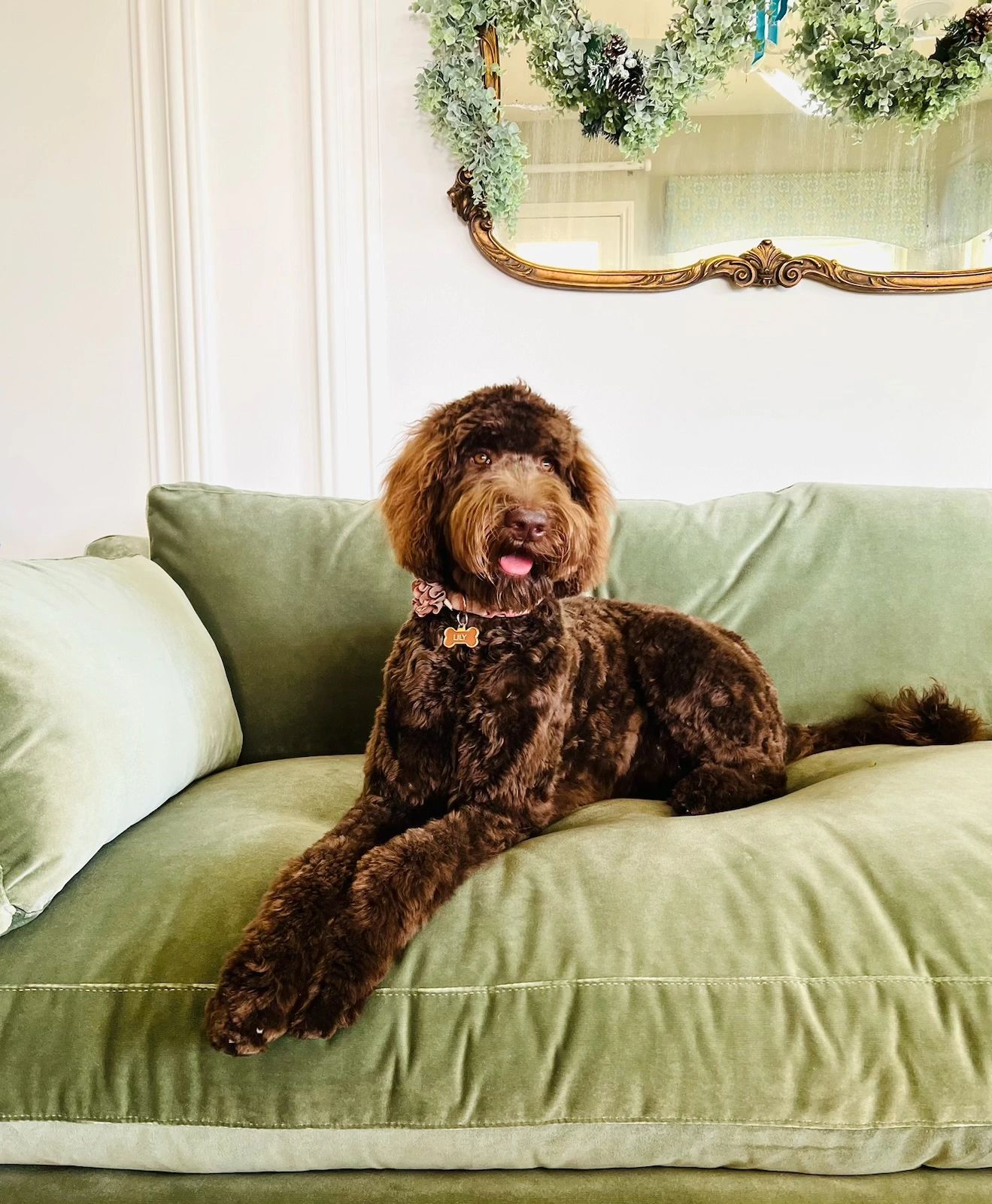 Azadorabledoodles - Merle Doodles, Blue Eyed Doodles, Goldendoodles