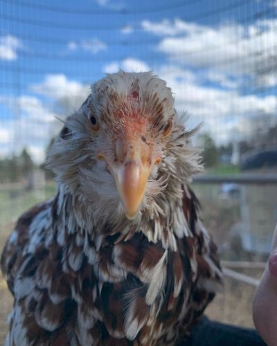 Sally | Mitten Misfits Farm Sanctuary
