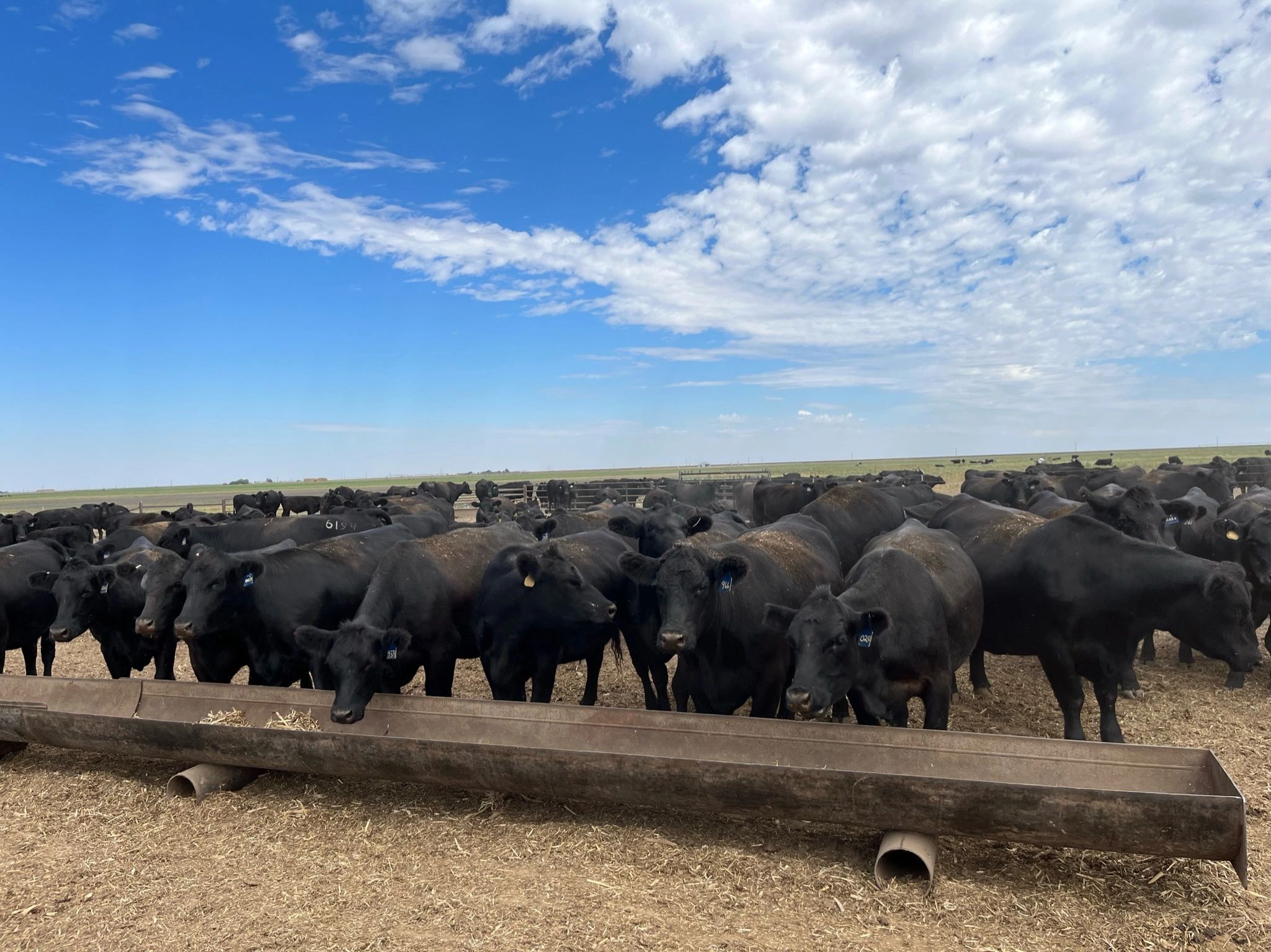 Bar Diamond Ranch Website