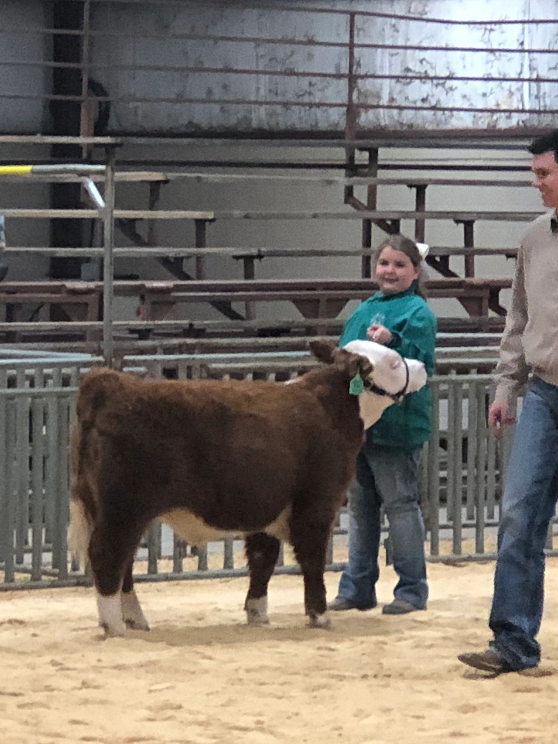 Double H Land and Cattle Company Mini Herefords - Miniature Hereford