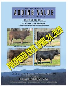 R and D Farms Braunvieh - Braunvieh, Cattle for Sale