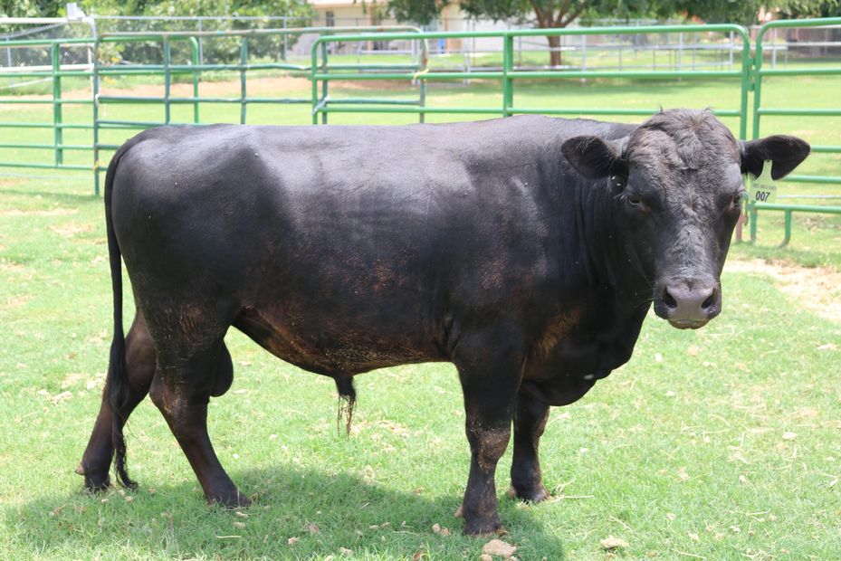 Three Amigas Ranch - Miniature Cattle for Sale, Mini Livestock | Three ...