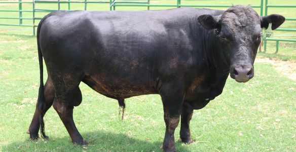 Three Amigas Ranch - Miniature Herefords, Miniature Black Baldy | Three ...