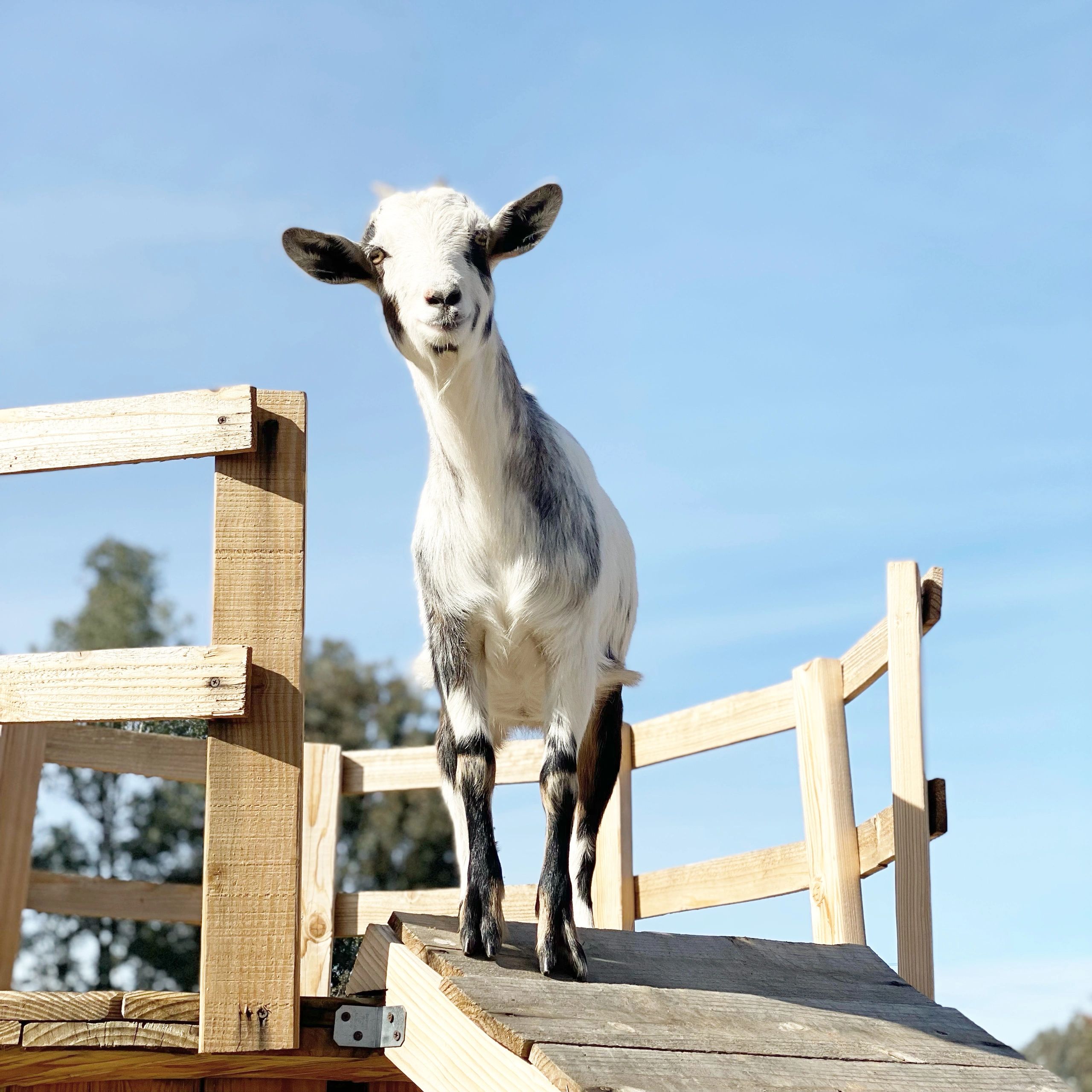 Viva Rescue - Cleft Palate, Goat