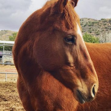 Animal Rescue - VIVA Global Rescue