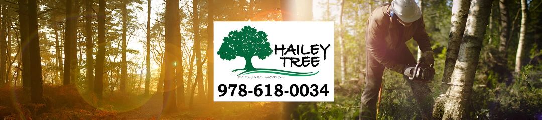 Tree Removal Experts - Hailey Tree