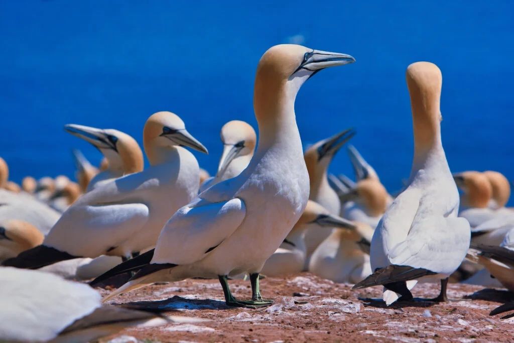 Pelagic Birds and Their Winter Migratory Patterns in the US