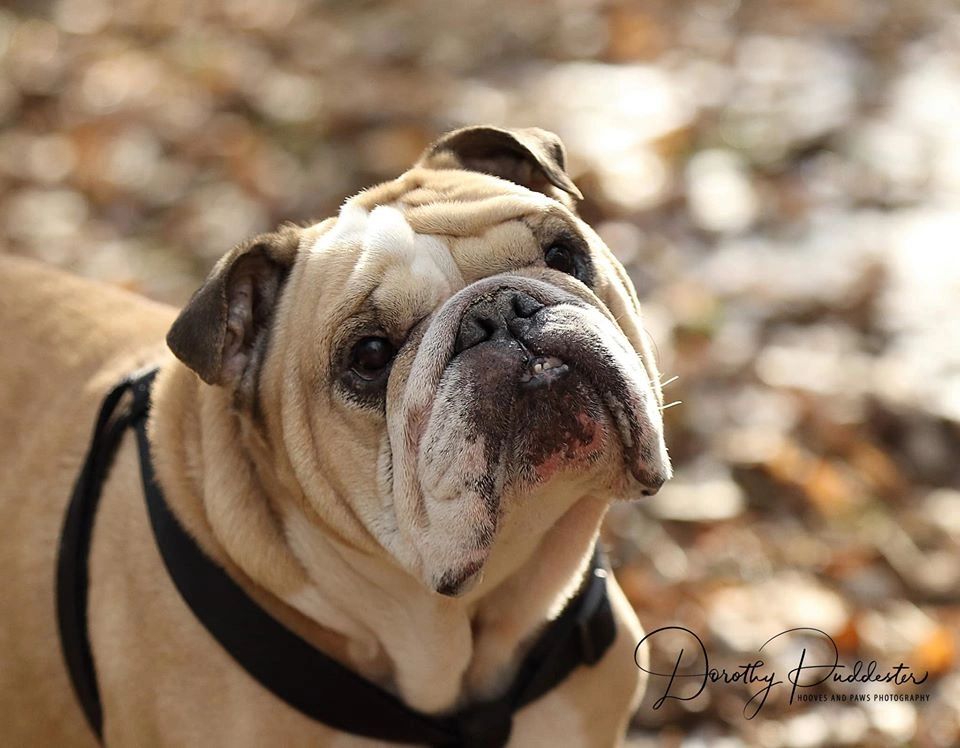 Are Bulldogs Supposed To Be Bowlegged