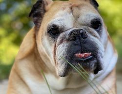 Adopt | English Bulldog Rescue of Ontario