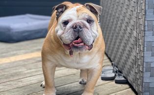 Adopt | English Bulldog Rescue of Ontario