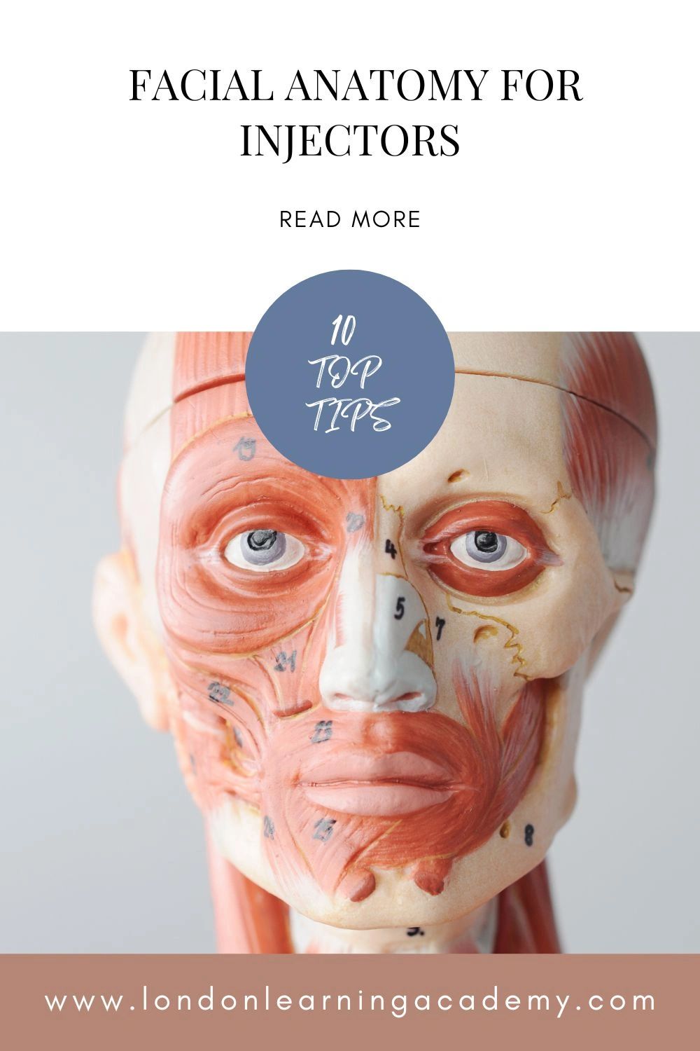 10 top tips about Facial anatomy for injectors