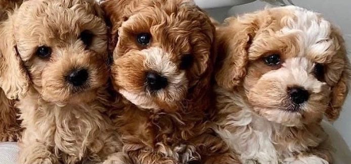 What Breed Of Dog Is In Love The Coopers