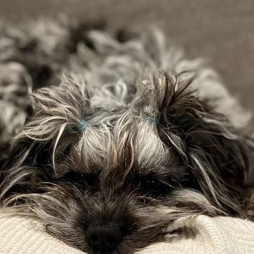 Top Cavapoo Breeders | Find Your Perfect Cavapoo Puppy