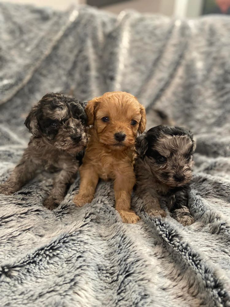 Top Cavapoo Breeders | Find Your Perfect Cavapoo Puppy