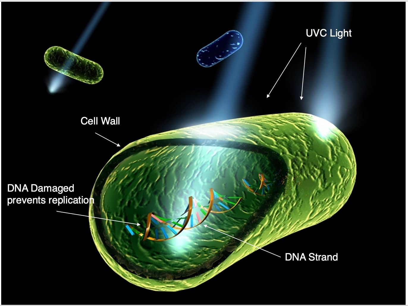 UVC Wavelengths and Cell Damage in Microorganisms.