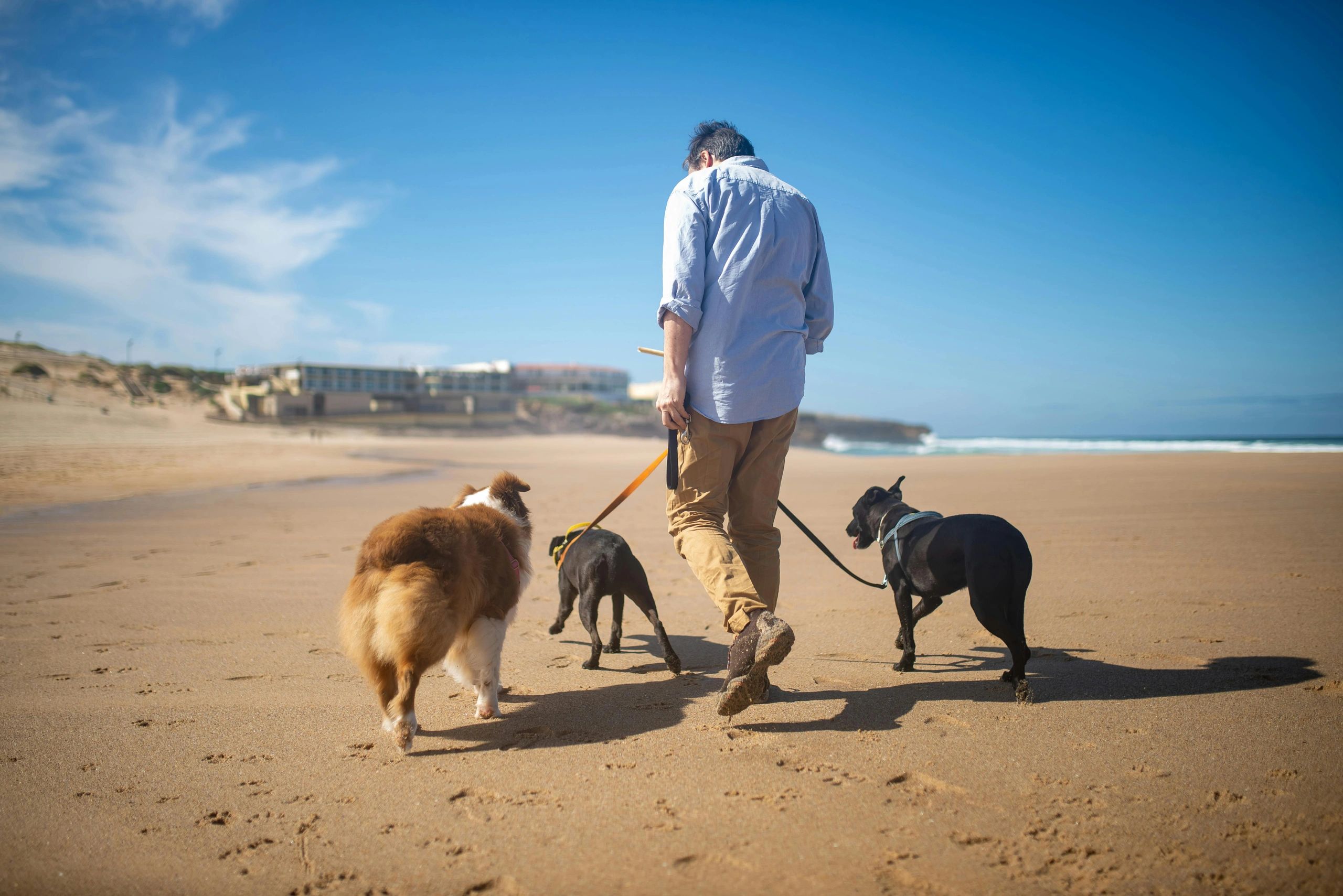 Dog, Regular Adventure Walks, Dog Walking - Luna's Dad Dog Walking Service - , England
