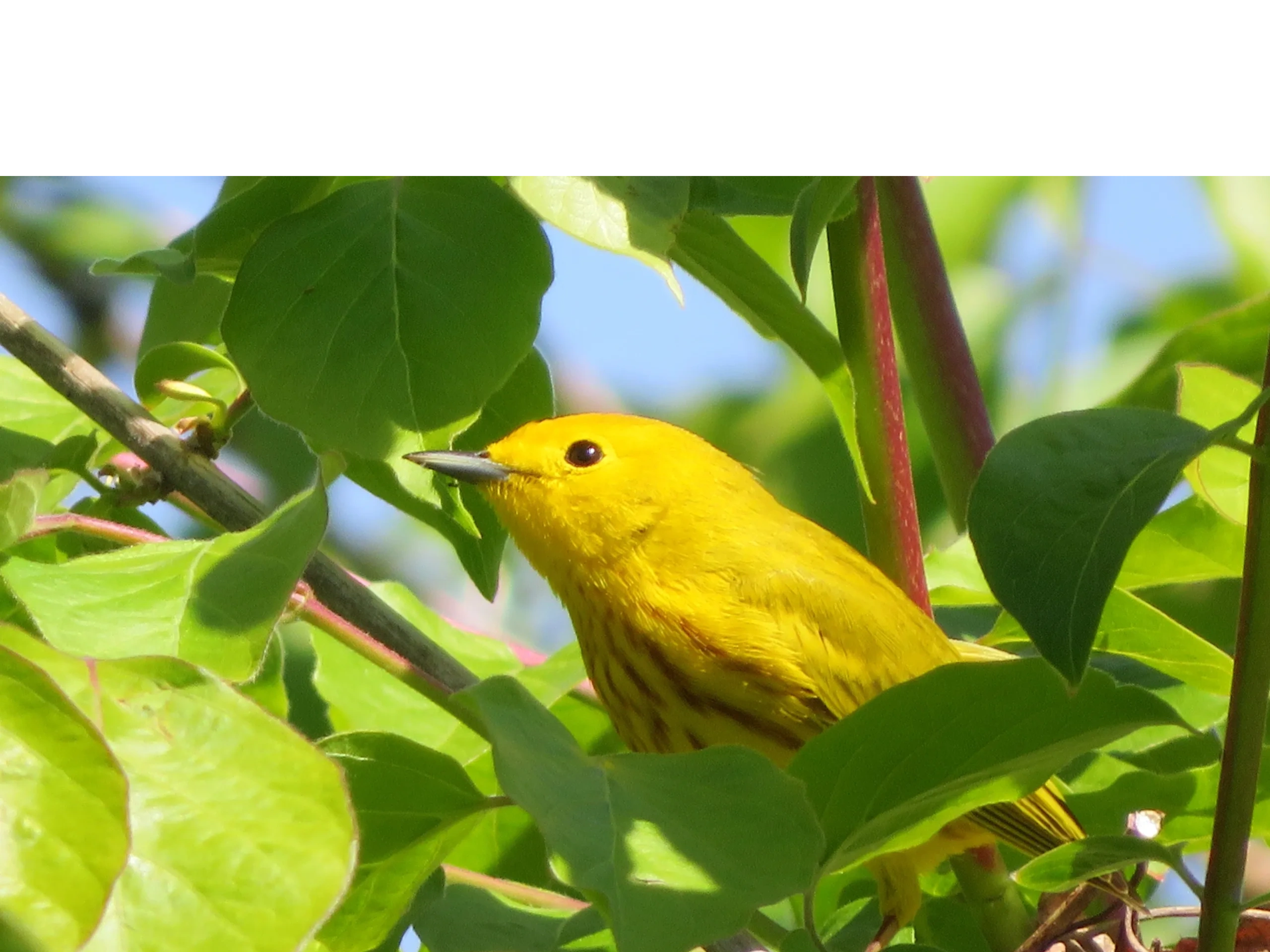 Explore Bird Watching at Girlsbirdtoo