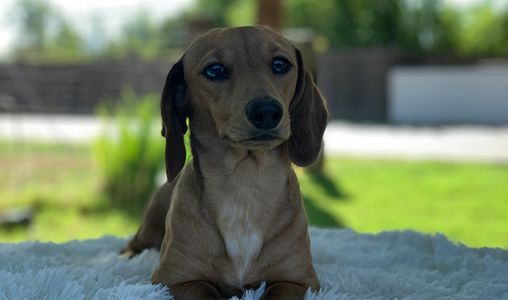 Our Adults | Jester's Dachshunds