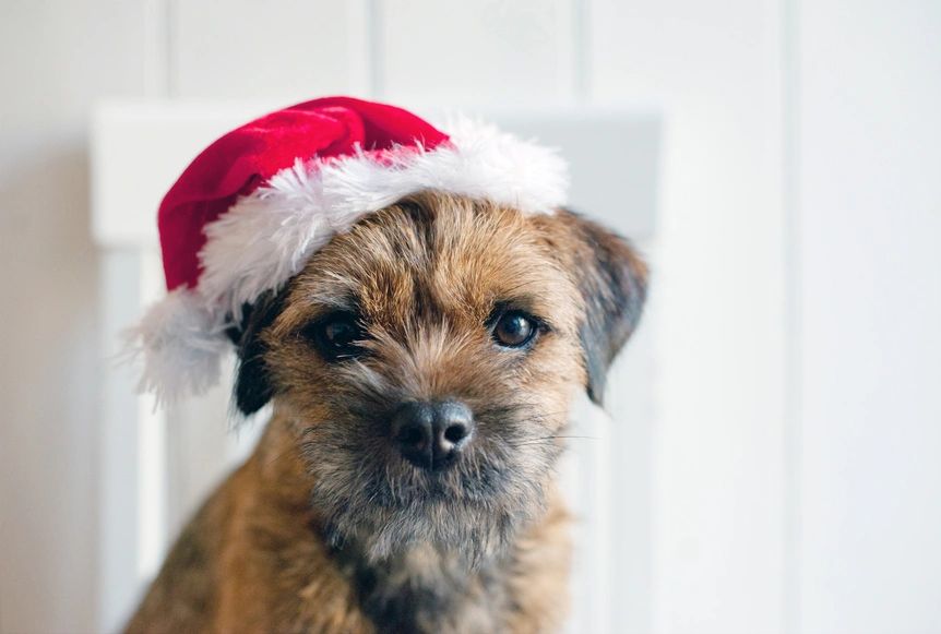 Events | Santa Paws