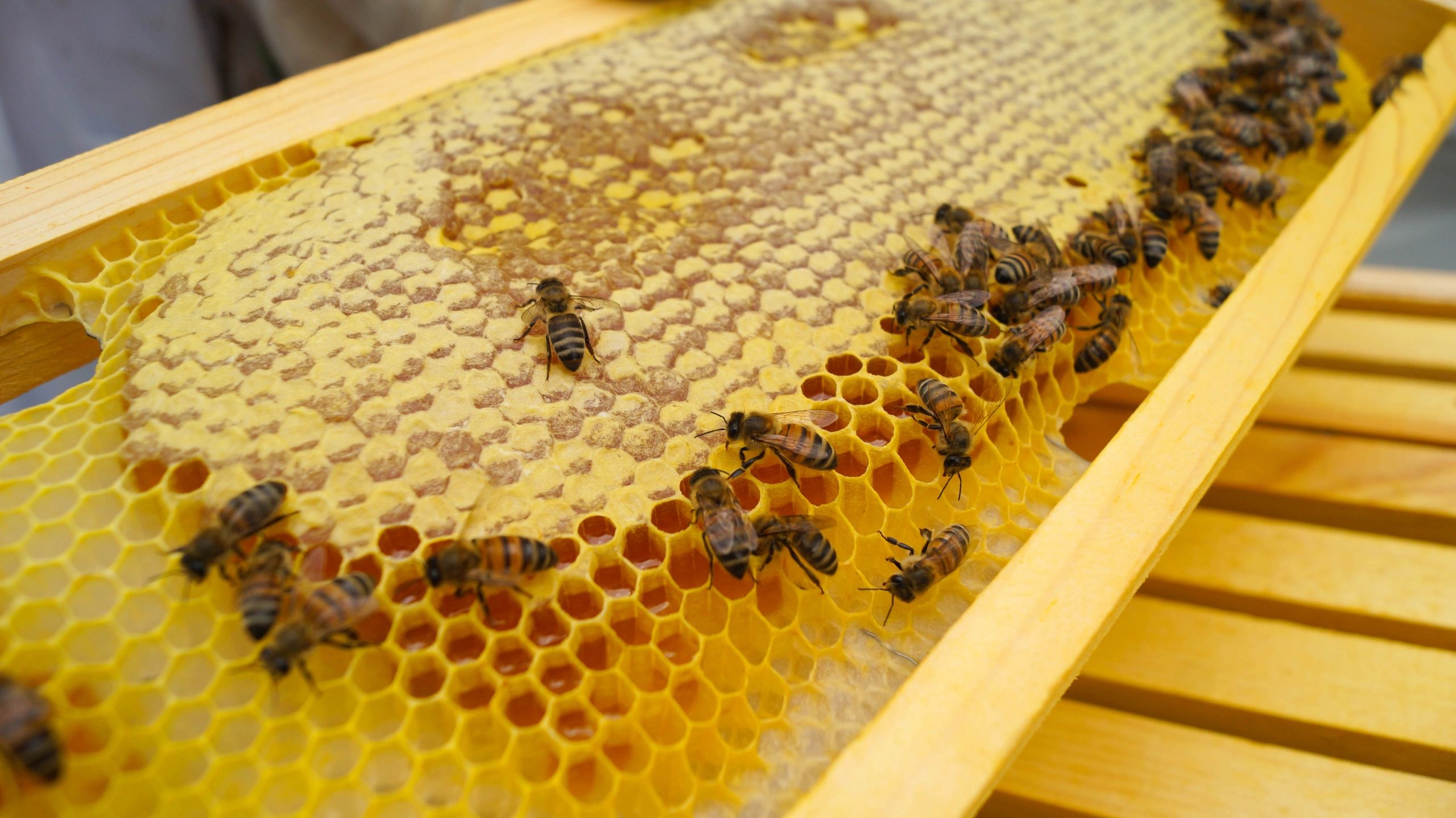 Texas Honeycomb Hill