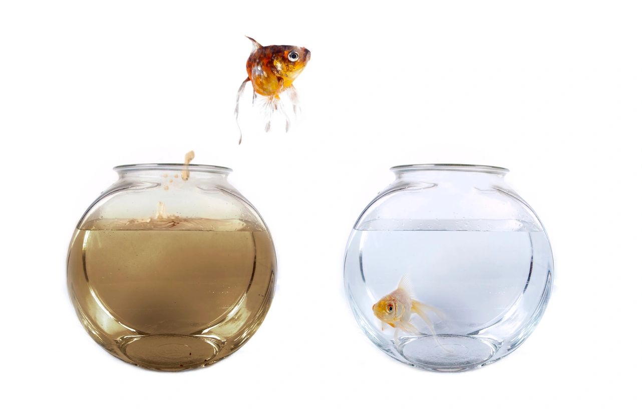 Fishbowls and Toxic Environments