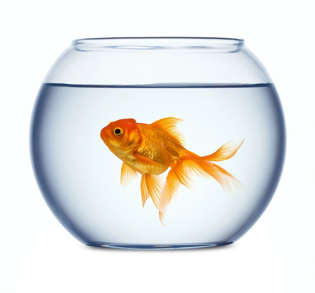 The Fishbowl Analogy: How to Heal Yourself