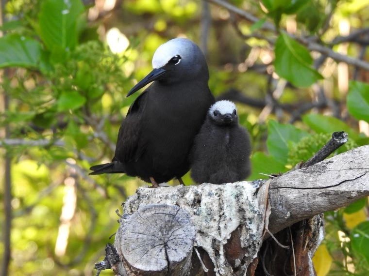 BIODIVERSITY PORTFOLIO - LADY ELLIOT ISLAND