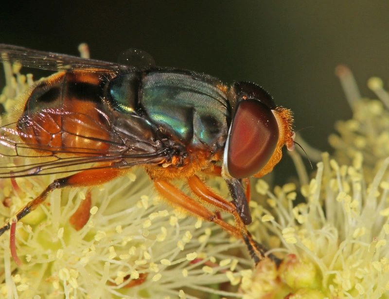 Backyard Fauna: Some more Backyard Flies from Sunnybank