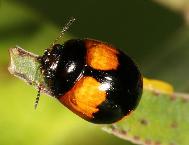 Backyard Fauna: Some Backyard Beetles from Sunnybank