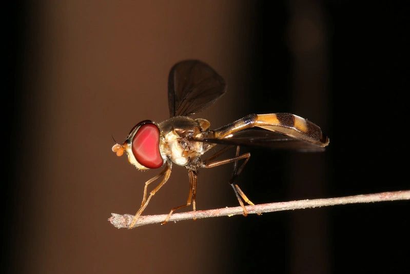 Backyard Fauna: Some Backyard Flies from Sunnybank