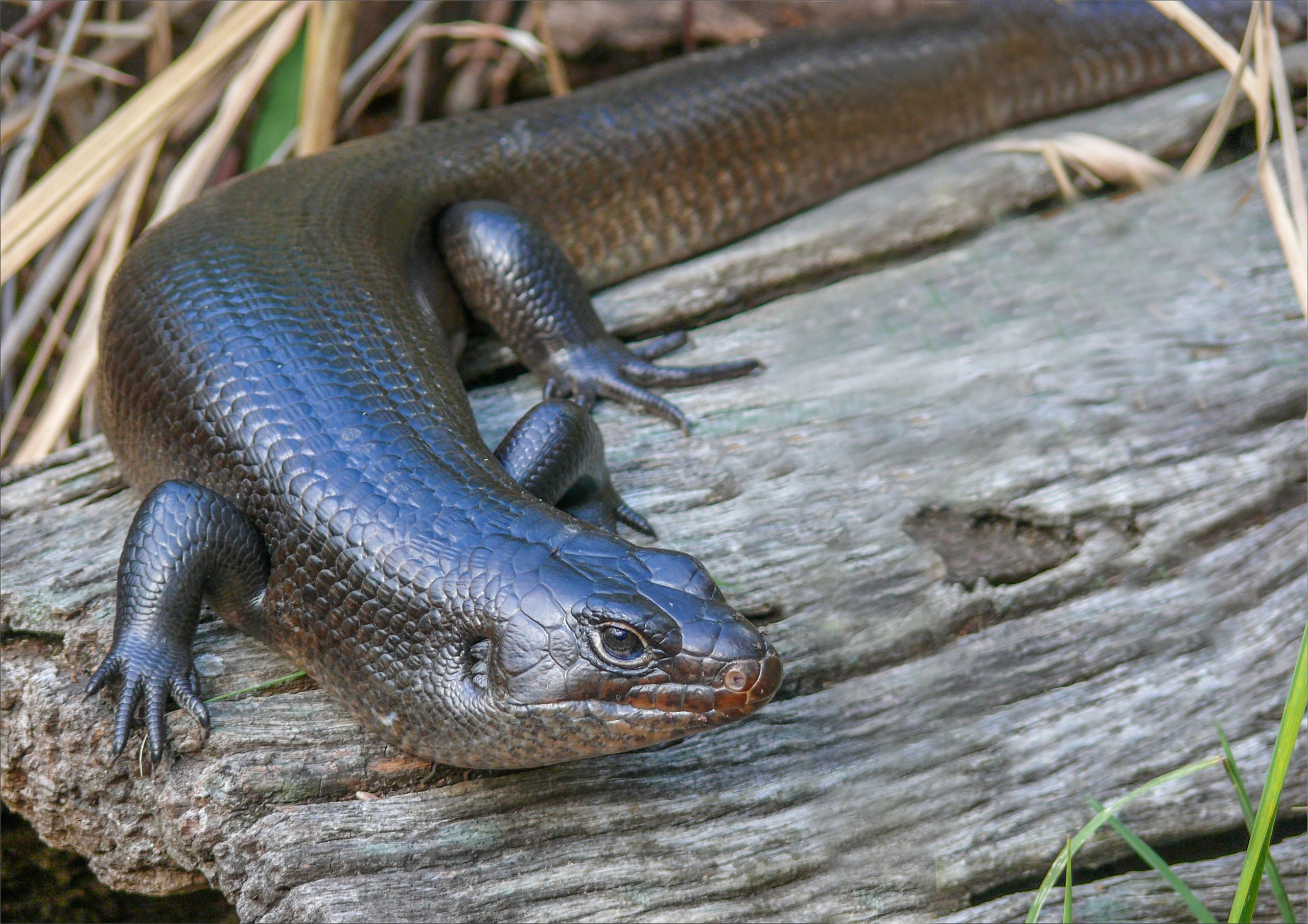 A Skink on the Brink? Land Mullet