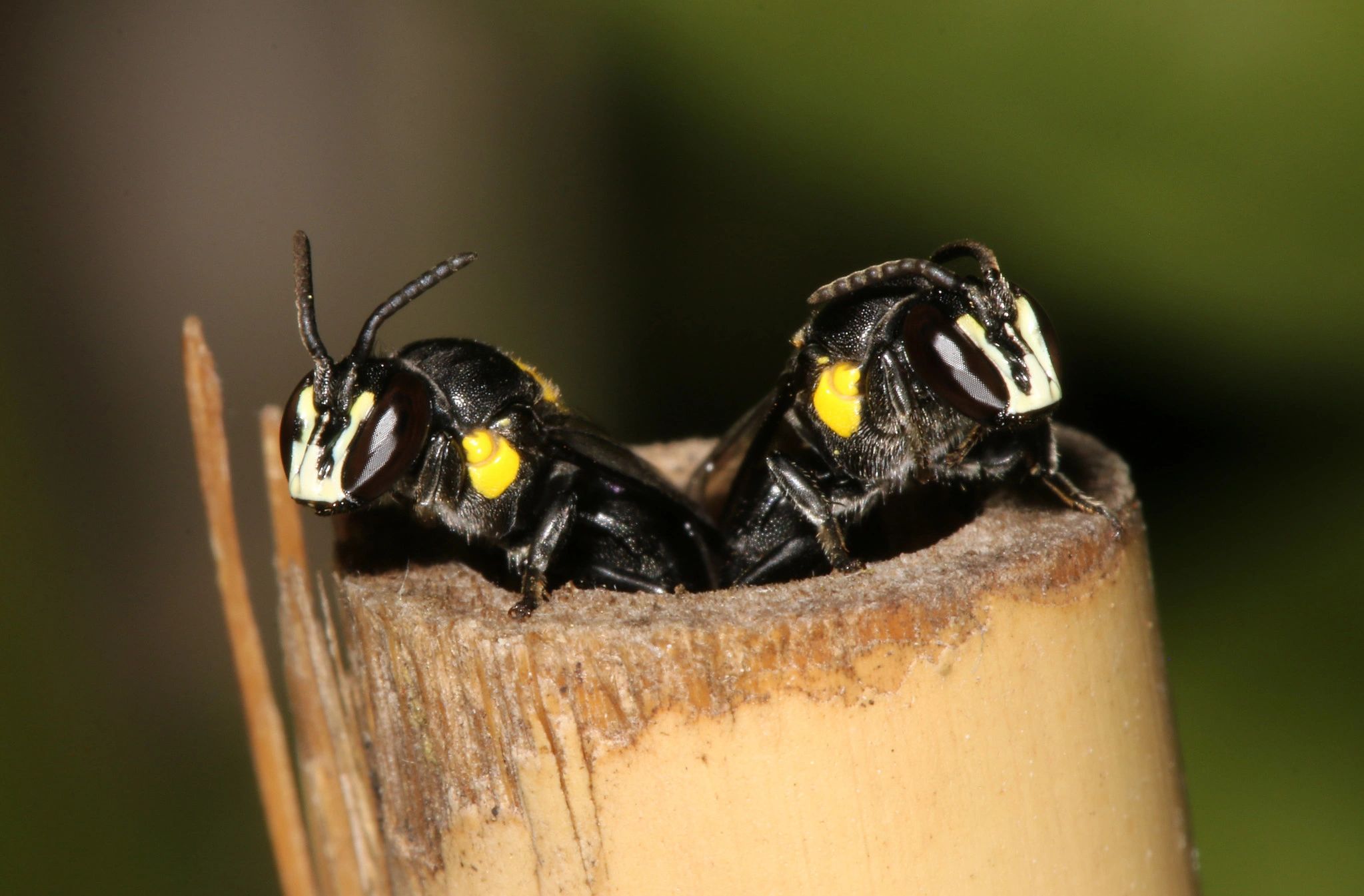 Discovering the Fascinating World of Australian Native Bees