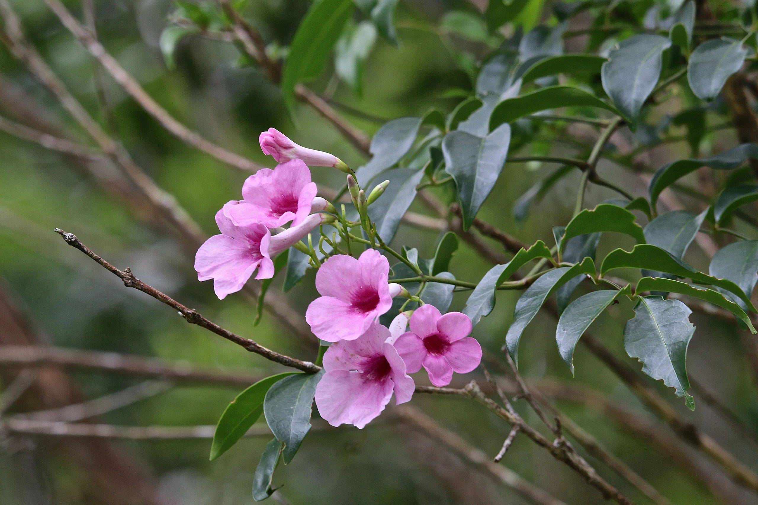 10 LOCAL NATIVE VINES