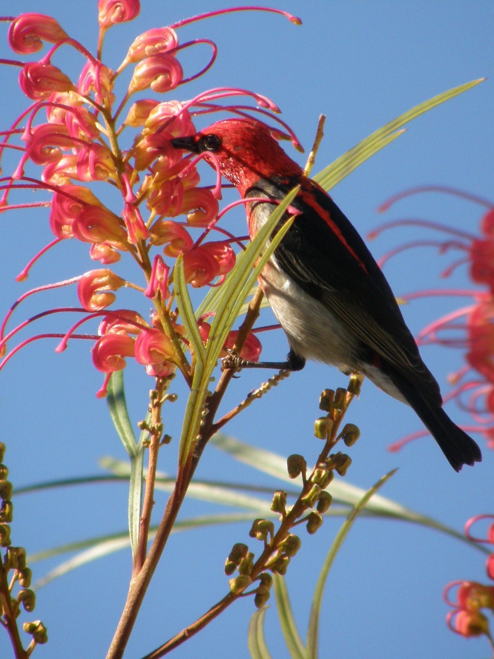 A Backyard for Biodiversity: Kate Ganley