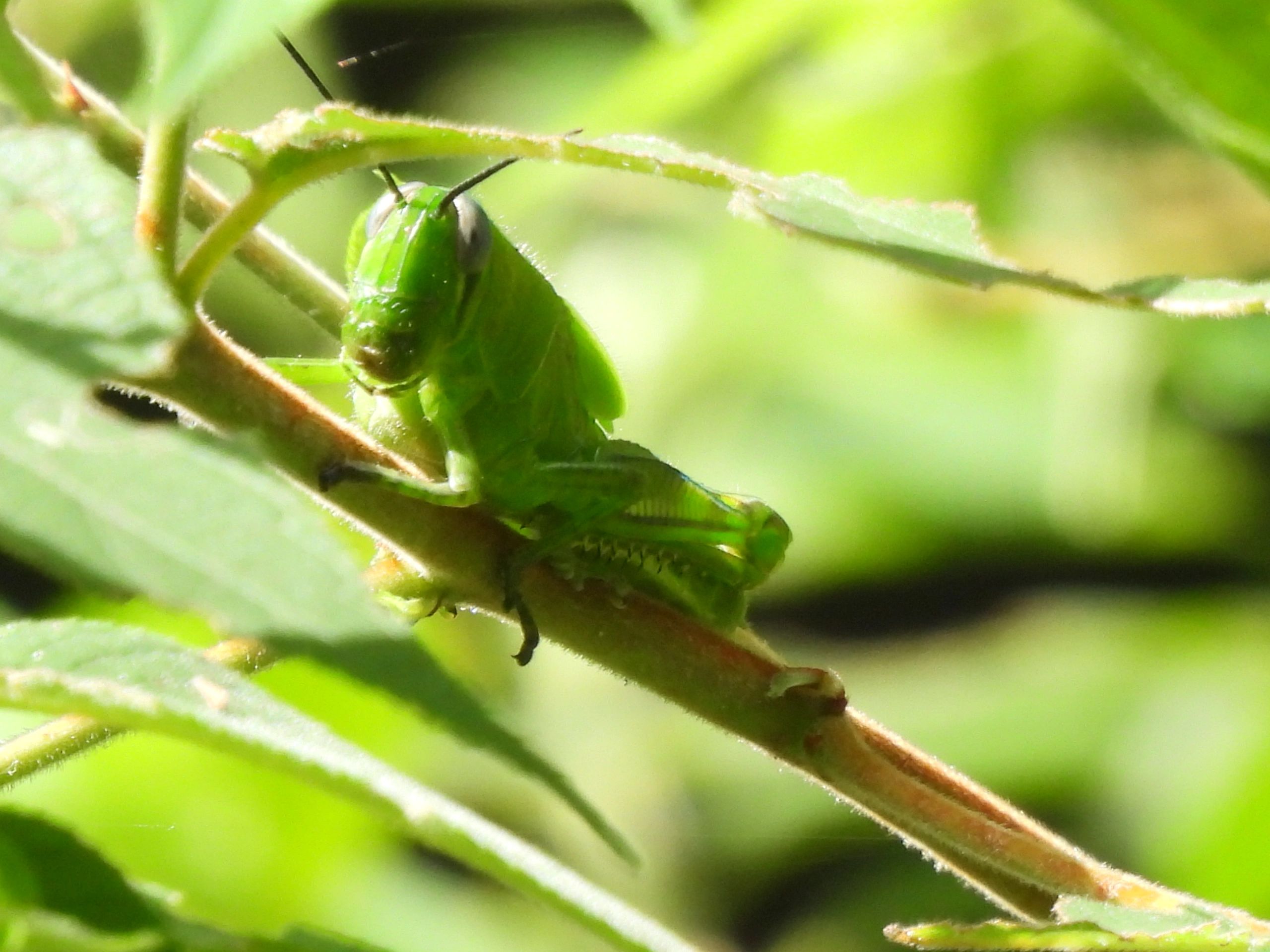 A Closer Look at Valanga irregularis