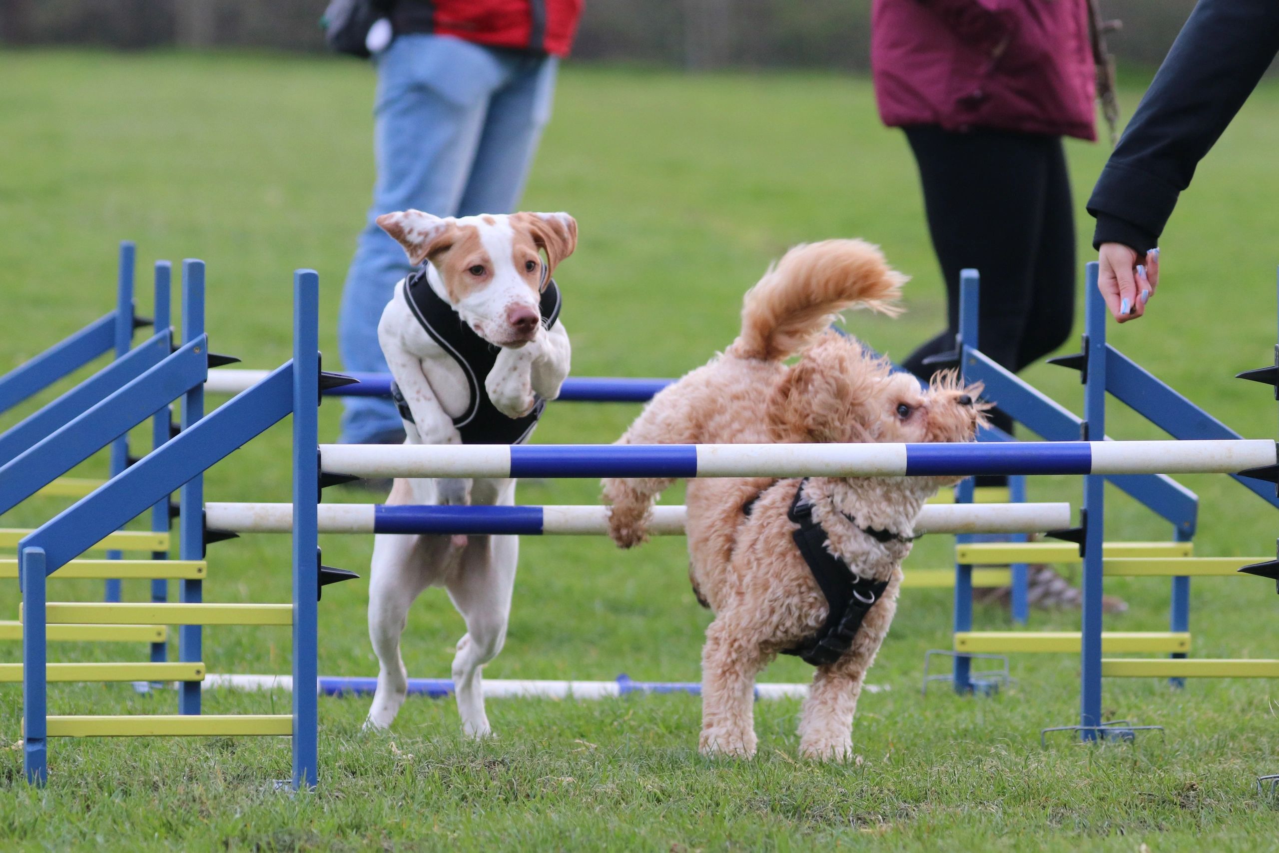 Social Sessions | The Stilton Dog Field
