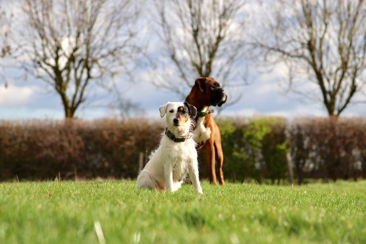 The Stilton Dog Field - Secure Dog Field, Dog Park, Nearest Dog Park