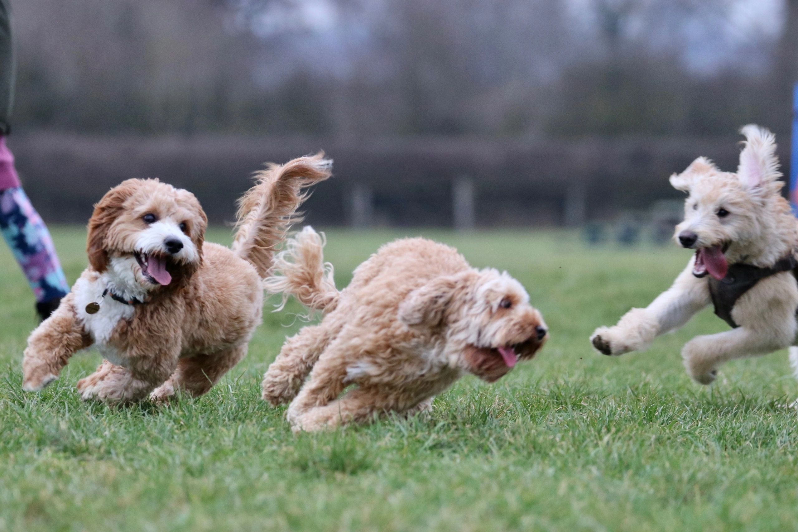 The Stilton Dog Field - Secure Dog Field, Dog Park, Nearest Dog Park