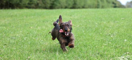 The Stilton Dog Field - Secure Dog Field, Dog Park, Nearest Dog Park