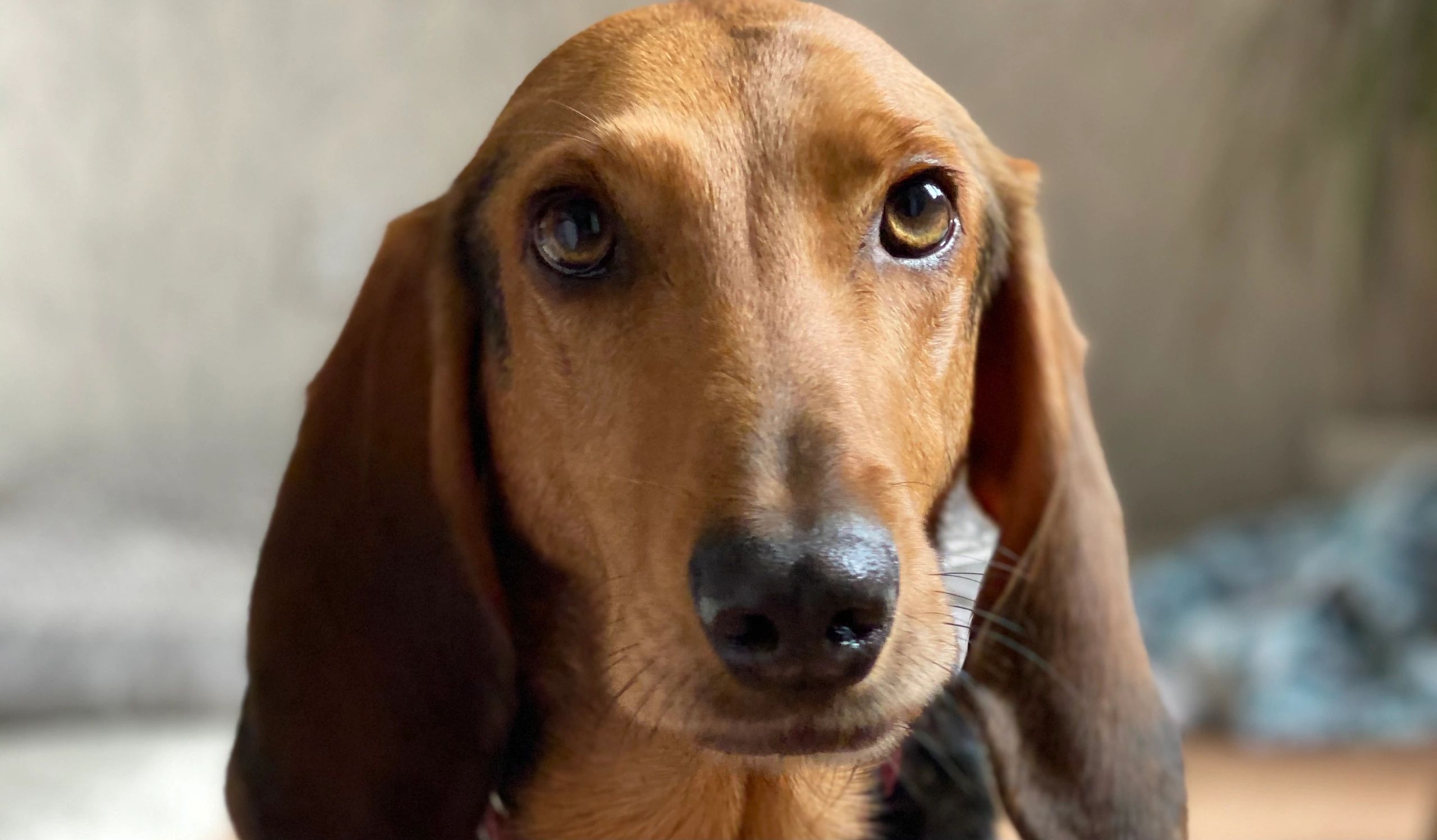 Small Animal Sitting