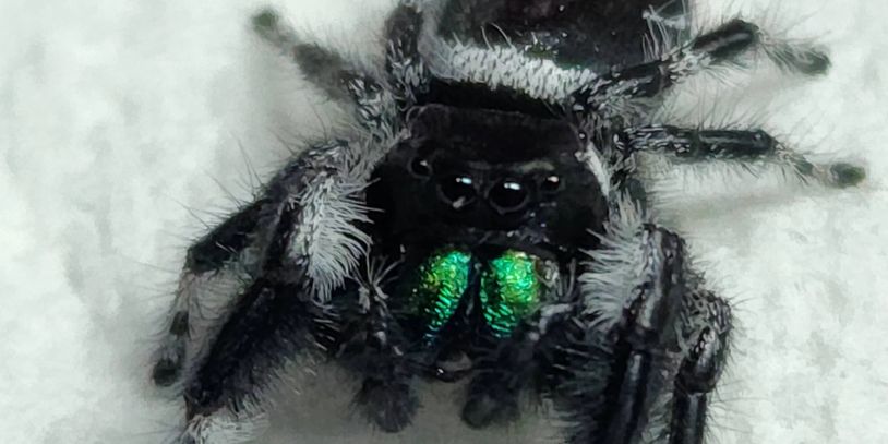 Spider Enchantments - Jumping Spiders, Velvet Spiders